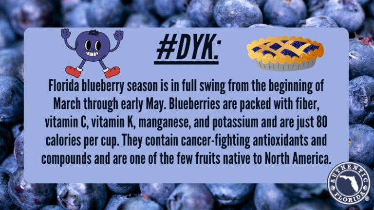 Discover the Best Blueberry Festivals in Florida • Authentic Florida