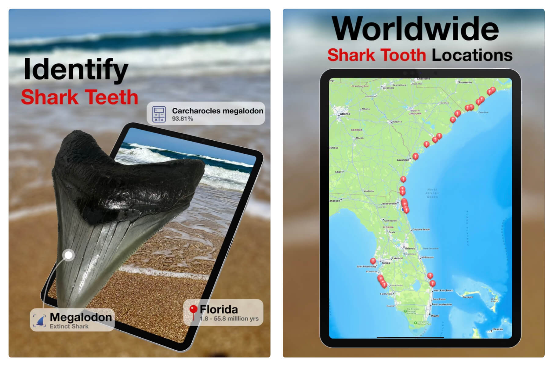 Best Places to Find Shark Teeth in Florida in 2024 • Authentic Florida