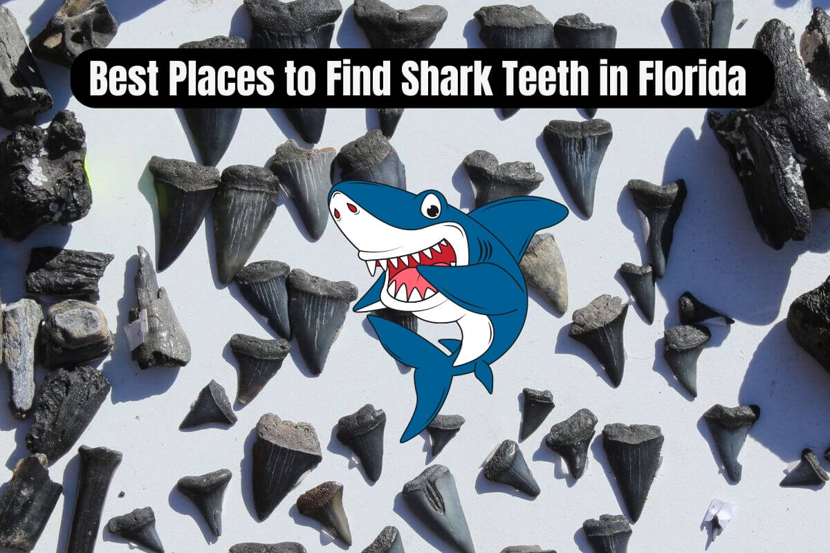 Best Places to Find Shark Teeth in Florida in 2024 • Authentic Florida