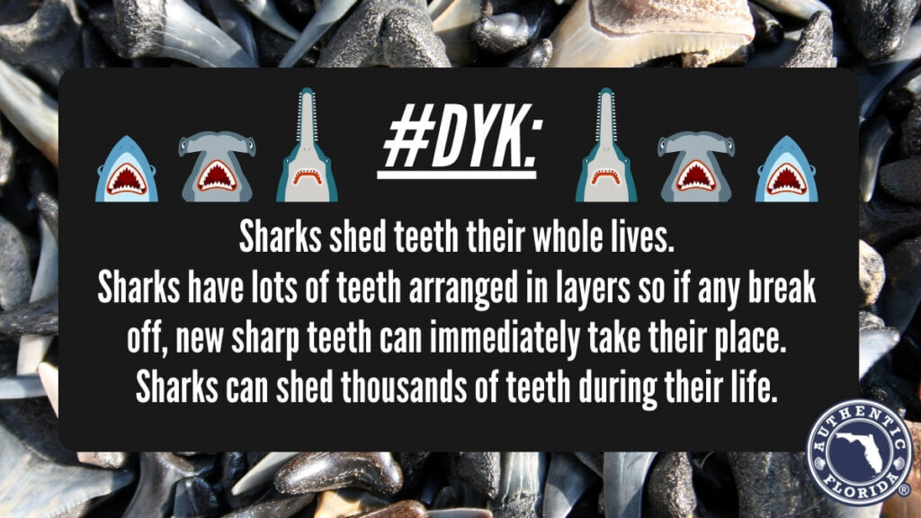 Best Places to Find Shark Teeth in Florida in 2024 • Authentic Florida
