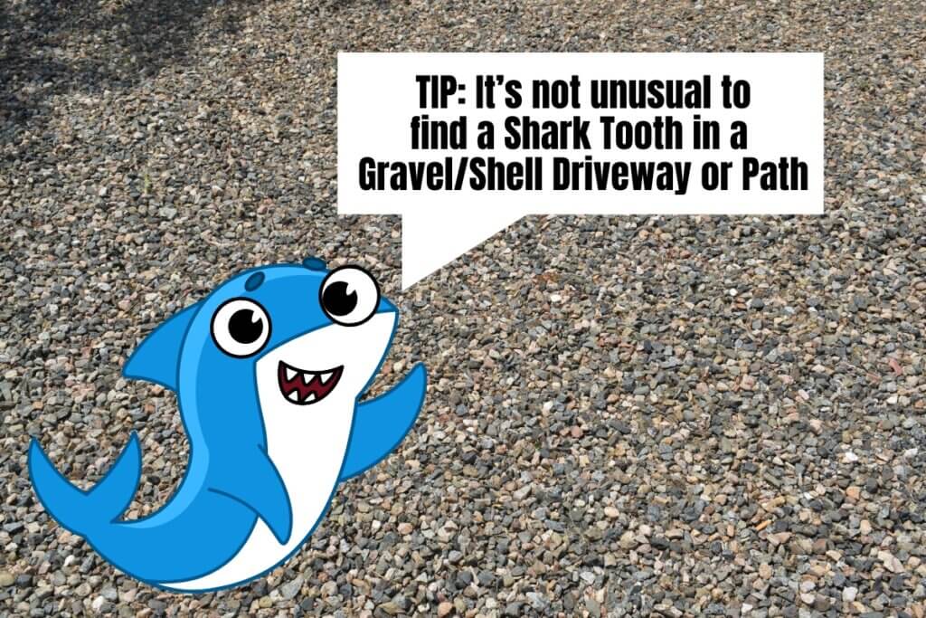 Best Places to Find Shark Teeth in Florida in 2024 • Authentic Florida