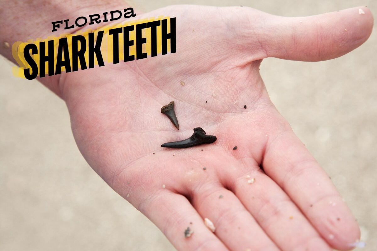 Best Places to Find Shark Teeth in Florida in 2024 • Authentic Florida