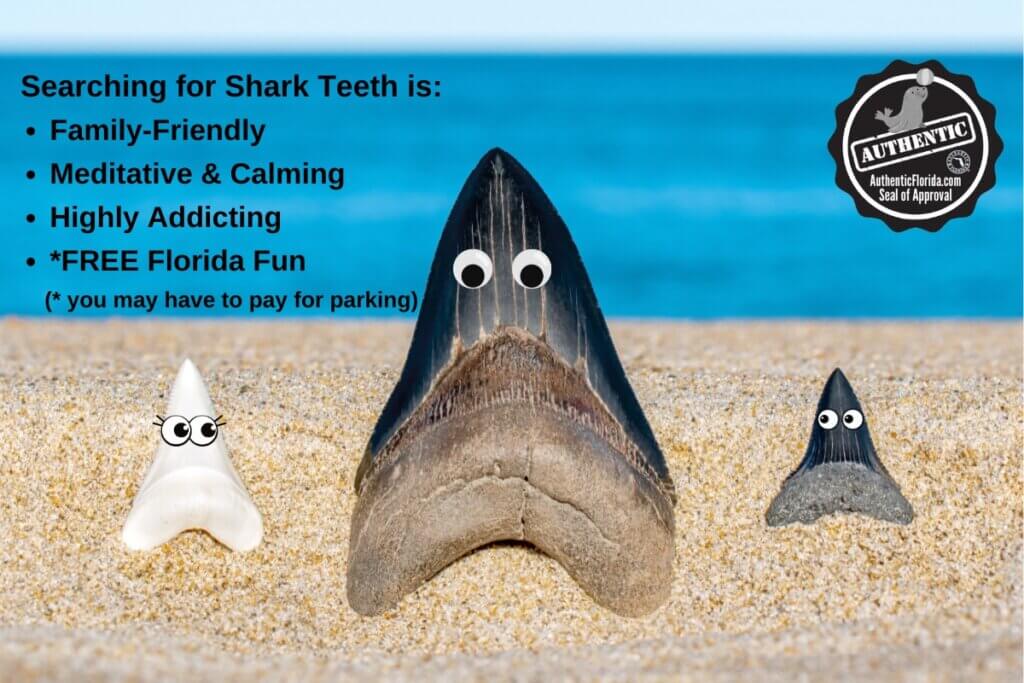 Best Places to Find Shark Teeth in Florida in 2024 • Authentic Florida