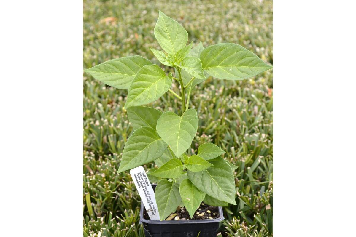 Authentic Minorcan Clam Chowder Recipe • Authentic Florida