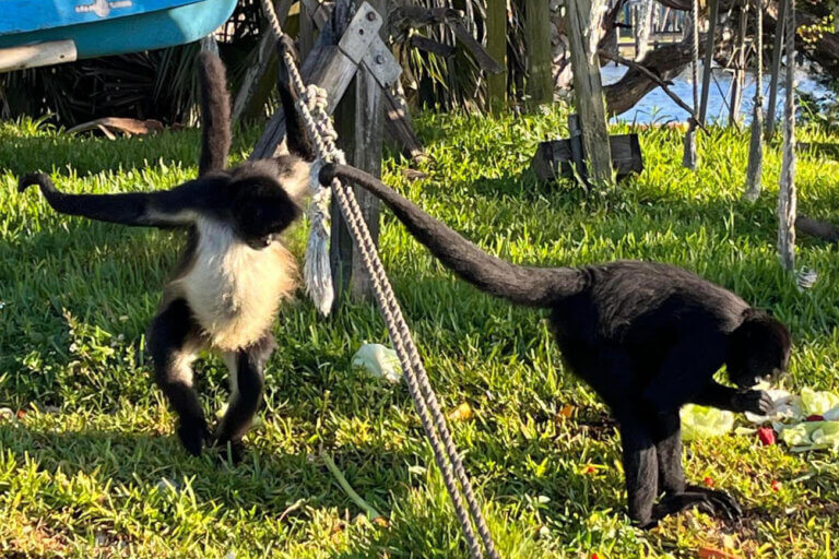 7+ Playful Places to See Monkeys in Florida (2025) • Authentic Florida