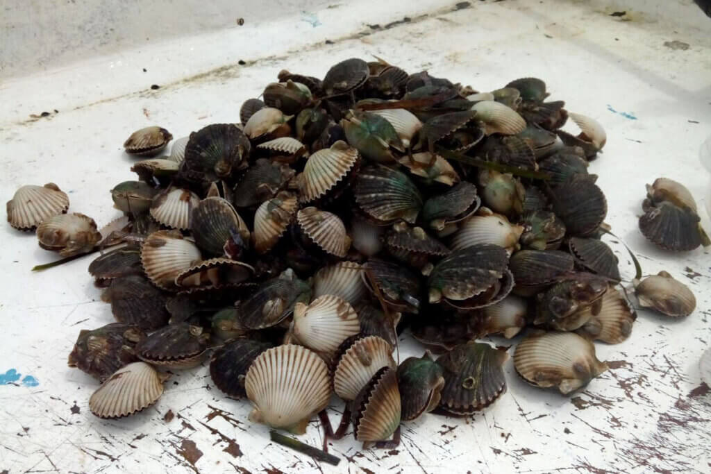 The 2026 Florida Scalloping Season Guide • Authentic Florida