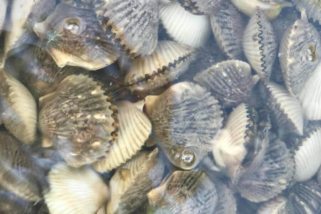 The 2026 Florida Scalloping Season Guide • Authentic Florida