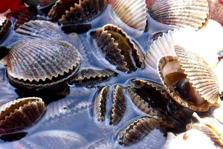 The 2026 Florida Scalloping Season Guide • Authentic Florida