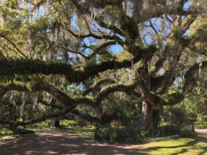 Bongoland Florida - A Blast from the Past in Port Orange • Authentic ...