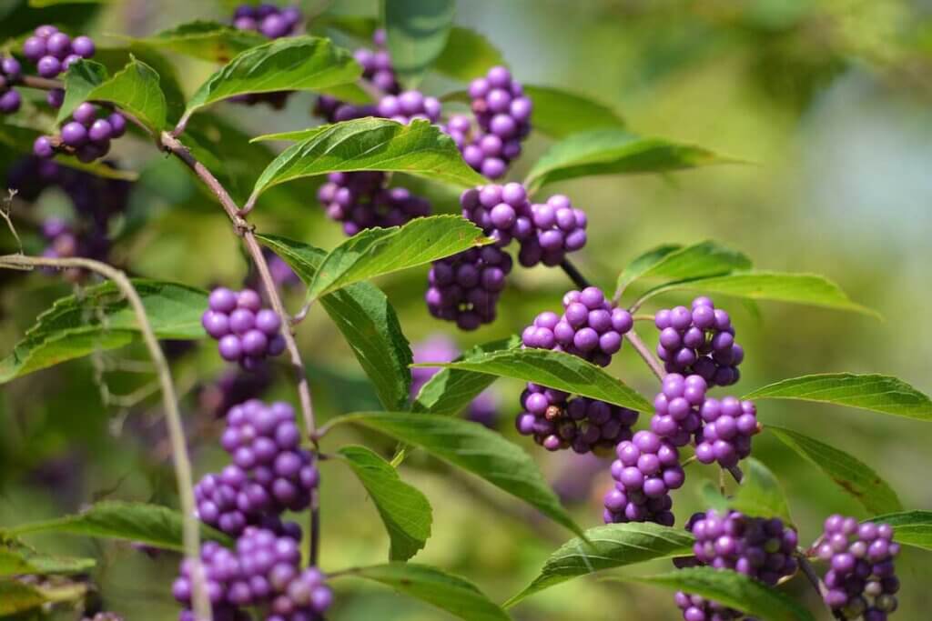 Time to Make Authentic Florida Beautyberry Jelly