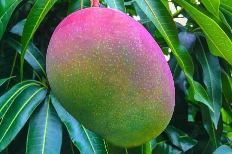 An Authentic and Fun Florida Mangos Road Trip