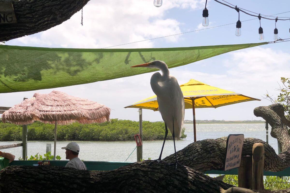 Fun Things To Do In Ponce Inlet in 2024 • Authentic Florida