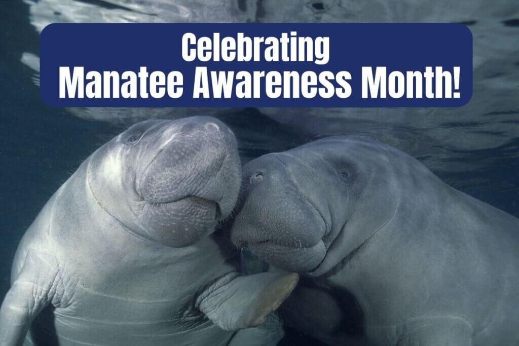 November is Manatee Awareness Month! • AuthenticFlorida.com