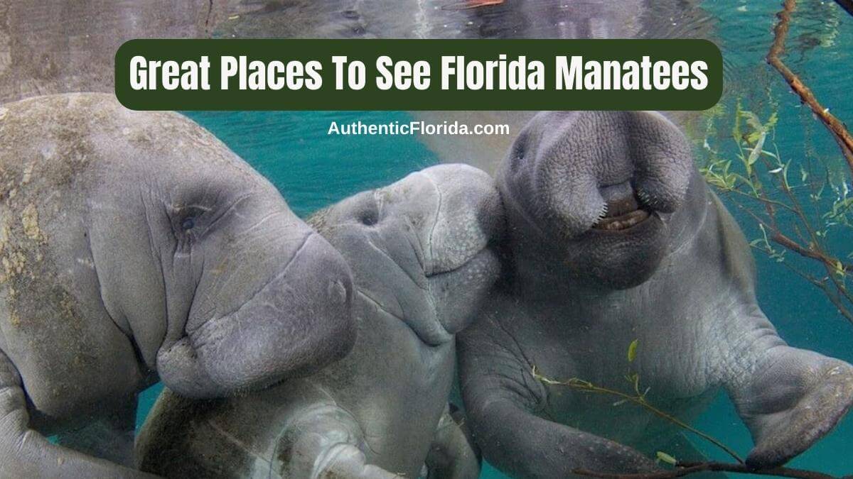 15+ Great Places To See Florida Manatees in 2024 • Authentic Florida