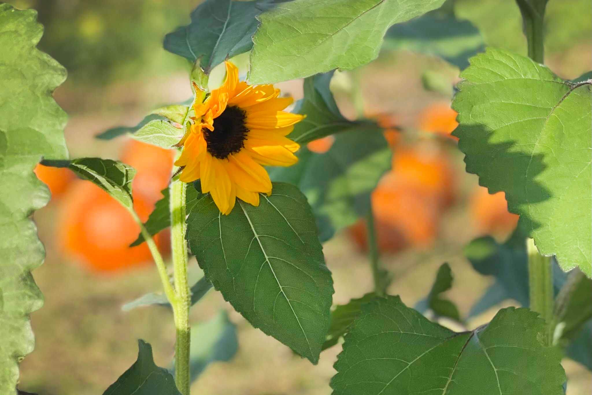 Where to Find the Best U-Pick Farms in Florida • Authentic Florida