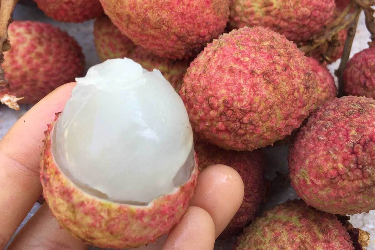 Where to Find the Best U-Pick Farms in Florida • Authentic Florida