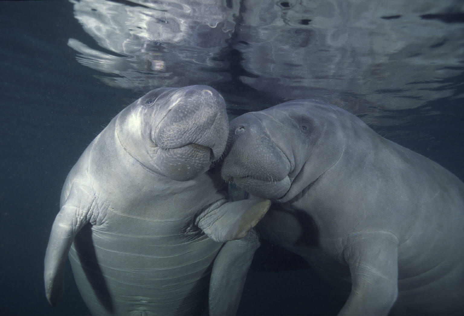 Happy Manatee Awareness Month! • AuthenticFlorida.com