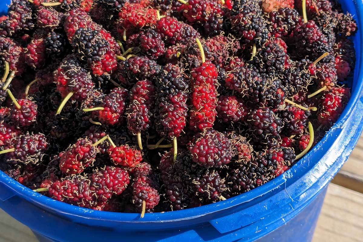 Where to Find the Best U-Pick Farms in Florida • Authentic Florida