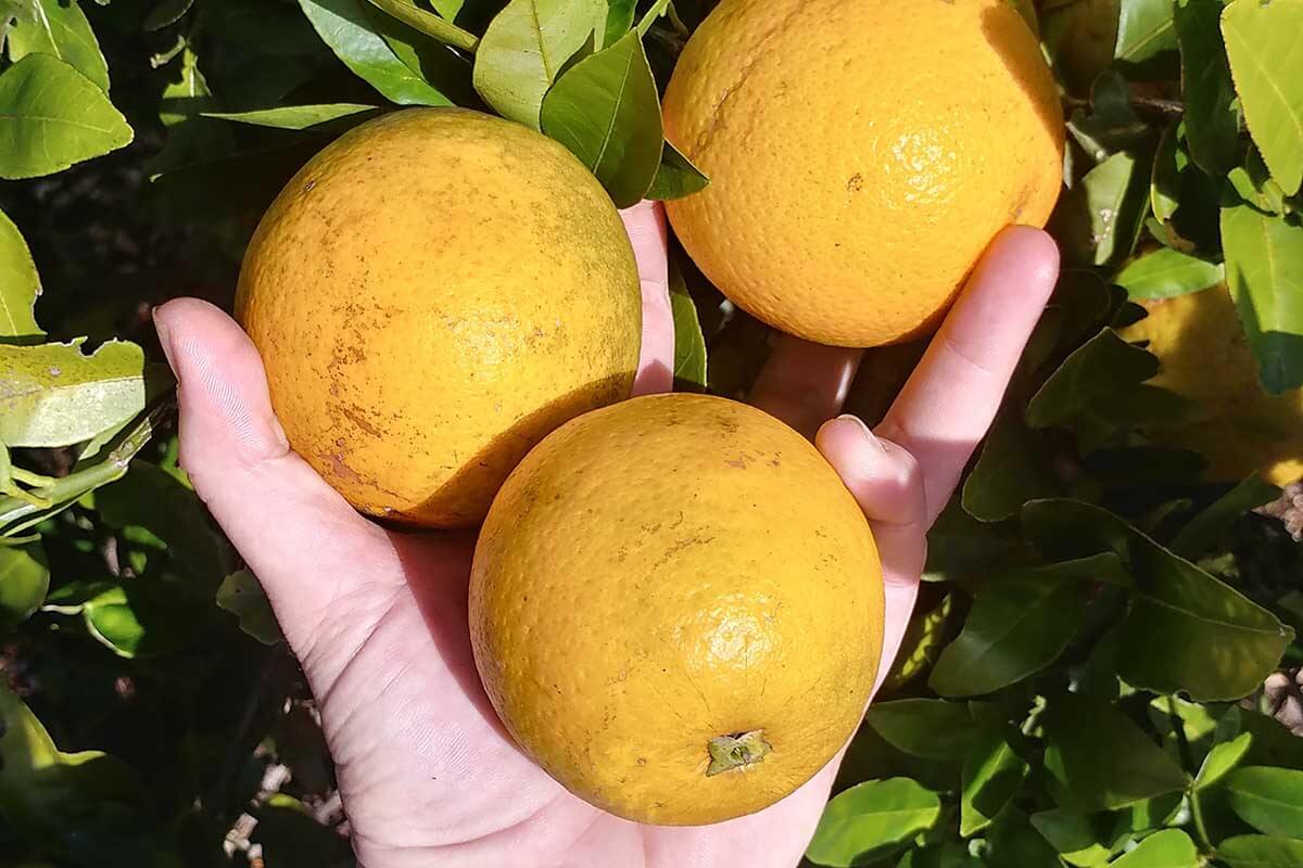 Where to Find the Best U-Pick Farms in Florida • Authentic Florida