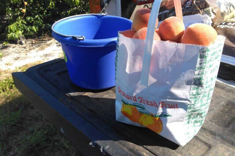 Where to Find the Best U-Pick Farms in Florida • Authentic Florida