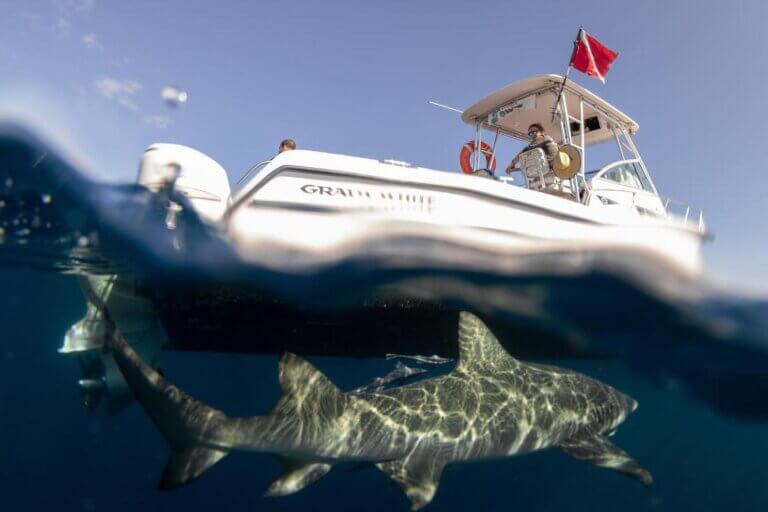 10 Best Places to See Florida Sharks in 2025 - Authentic Florida