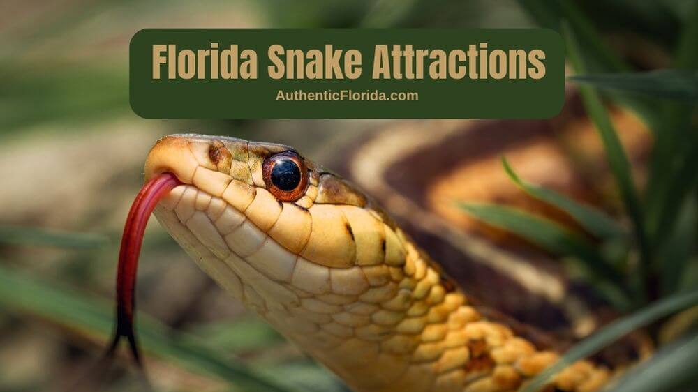 "Snake it Up" at these Florida Snake Attractions