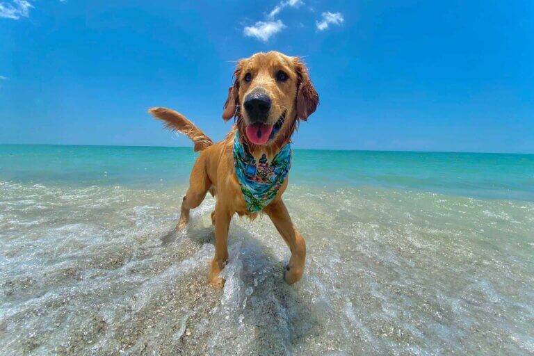 27 Dog-Friendly Beaches and Parks in Florida (2025)