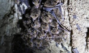 Go Batty at the University of Florida Bat Houses • Authentic Florida