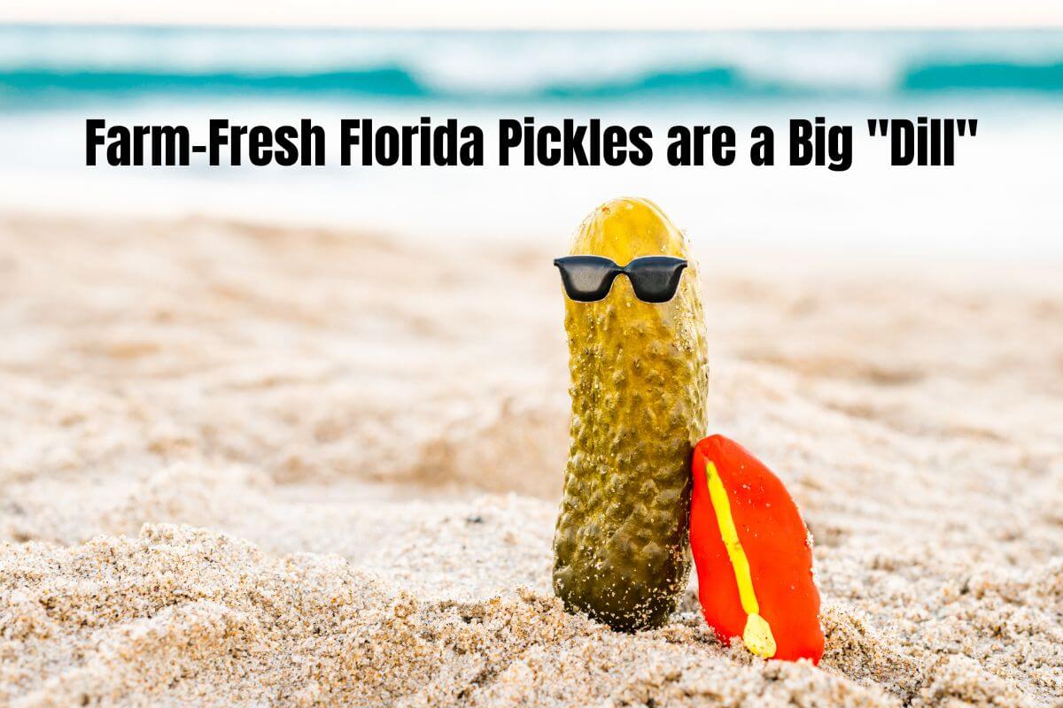 These Farm-Fresh Florida Pickles are a Big "Dill" • Authentic Florida