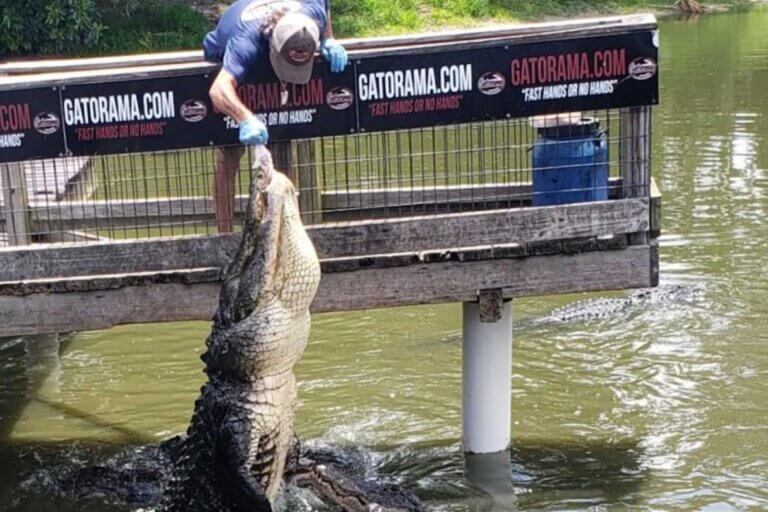 10 Florida Alligator Parks You Won't Want to Miss