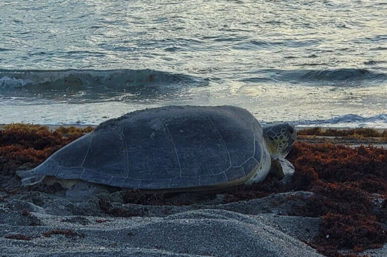A Guide to the 2025 Florida Sea Turtle Season • Authentic Florida