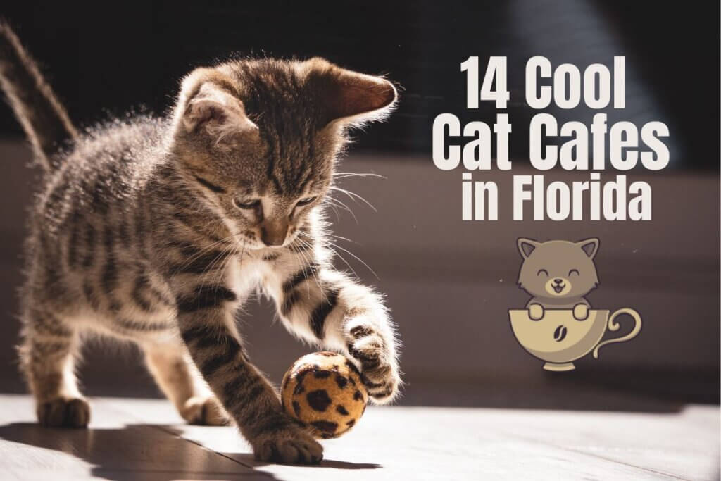 13 Cool Cat Cafes in Florida • Authentic Florida