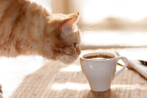 13+ Cool Cat Cafes in Florida • Authentic Florida