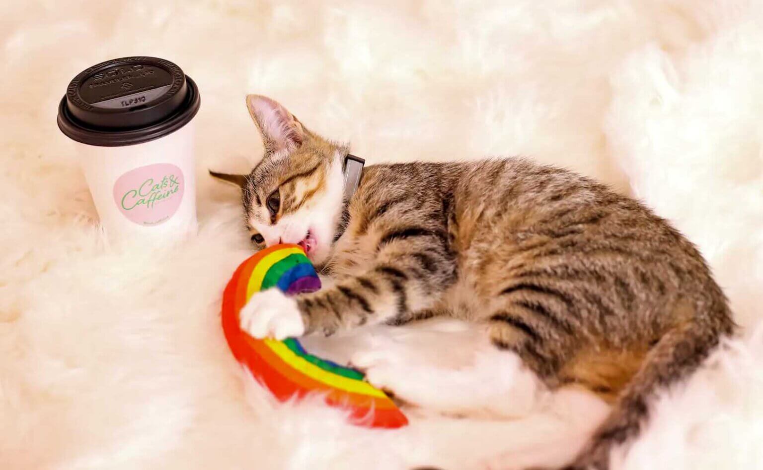 13+ Cool Cat Cafes in Florida • Authentic Florida