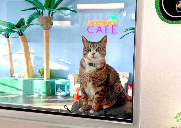 13+ Cool Cat Cafes in Florida • Authentic Florida