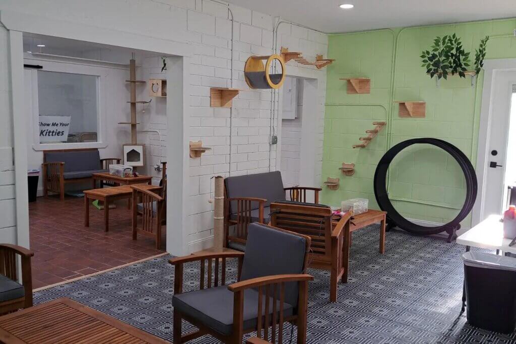 13+ Cool Cat Cafes in Florida • Authentic Florida