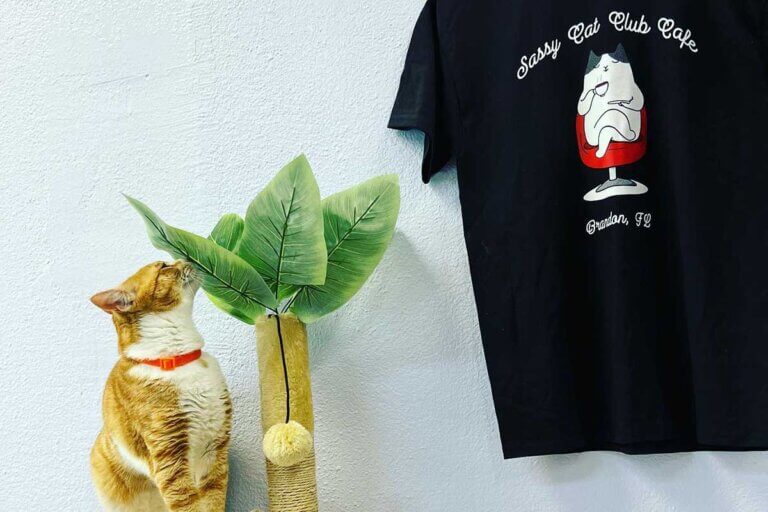 13+ Cool Cat Cafes in Florida • Authentic Florida
