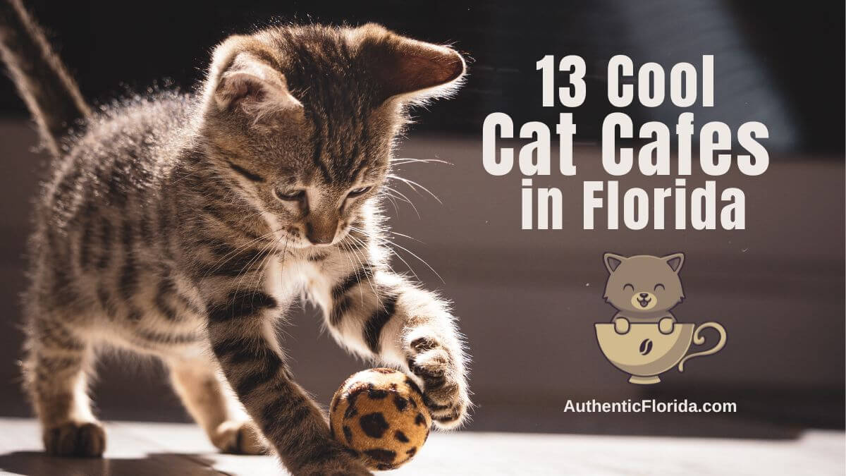 13+ Cool Cat Cafes in Florida • Authentic Florida