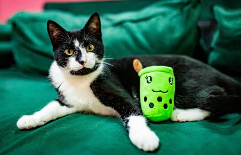 13+ Cool Cat Cafes in Florida • Authentic Florida