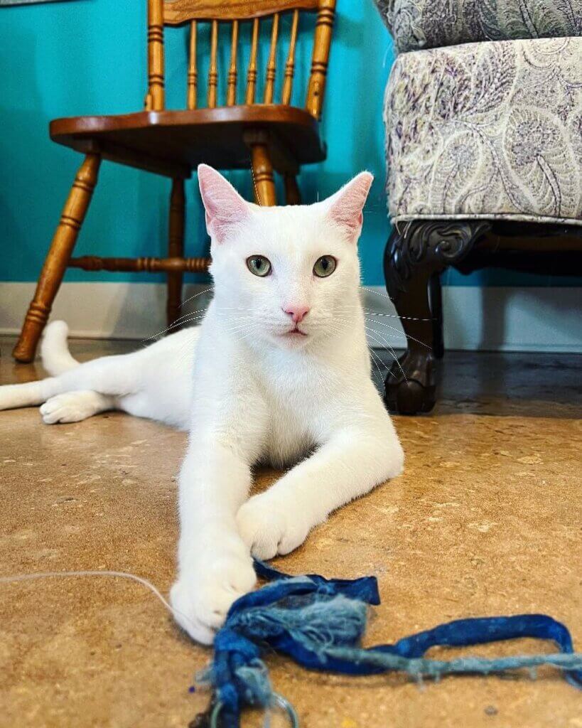 13+ Cool Cat Cafes in Florida • Authentic Florida