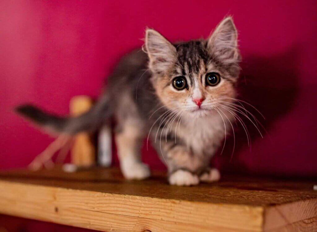 13+ Cool Cat Cafes in Florida • Authentic Florida