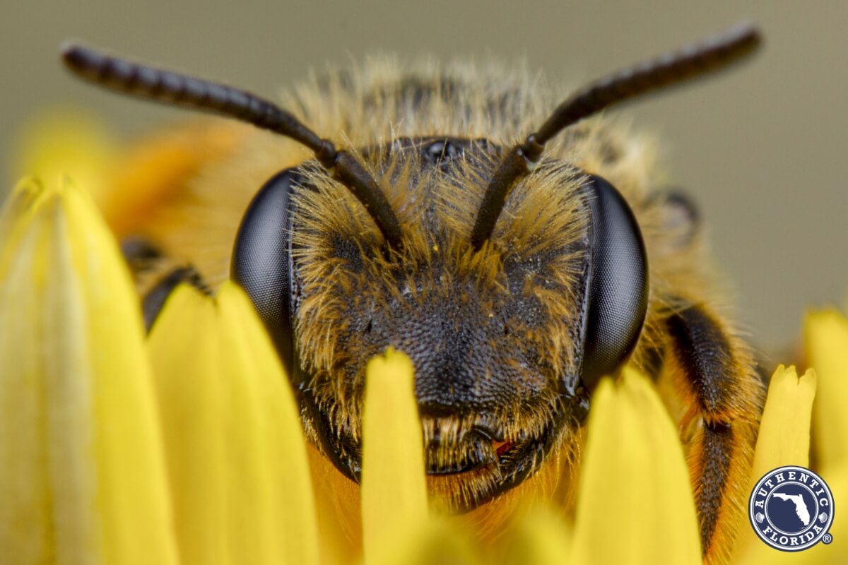 The Buzz on Saving Florida's Honey Bees • Authentic Florida