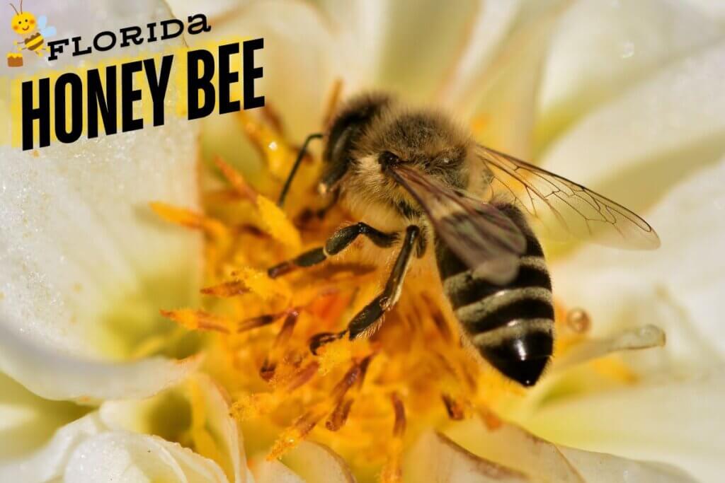 The Buzz on Saving Florida's Honey Bees • Authentic Florida