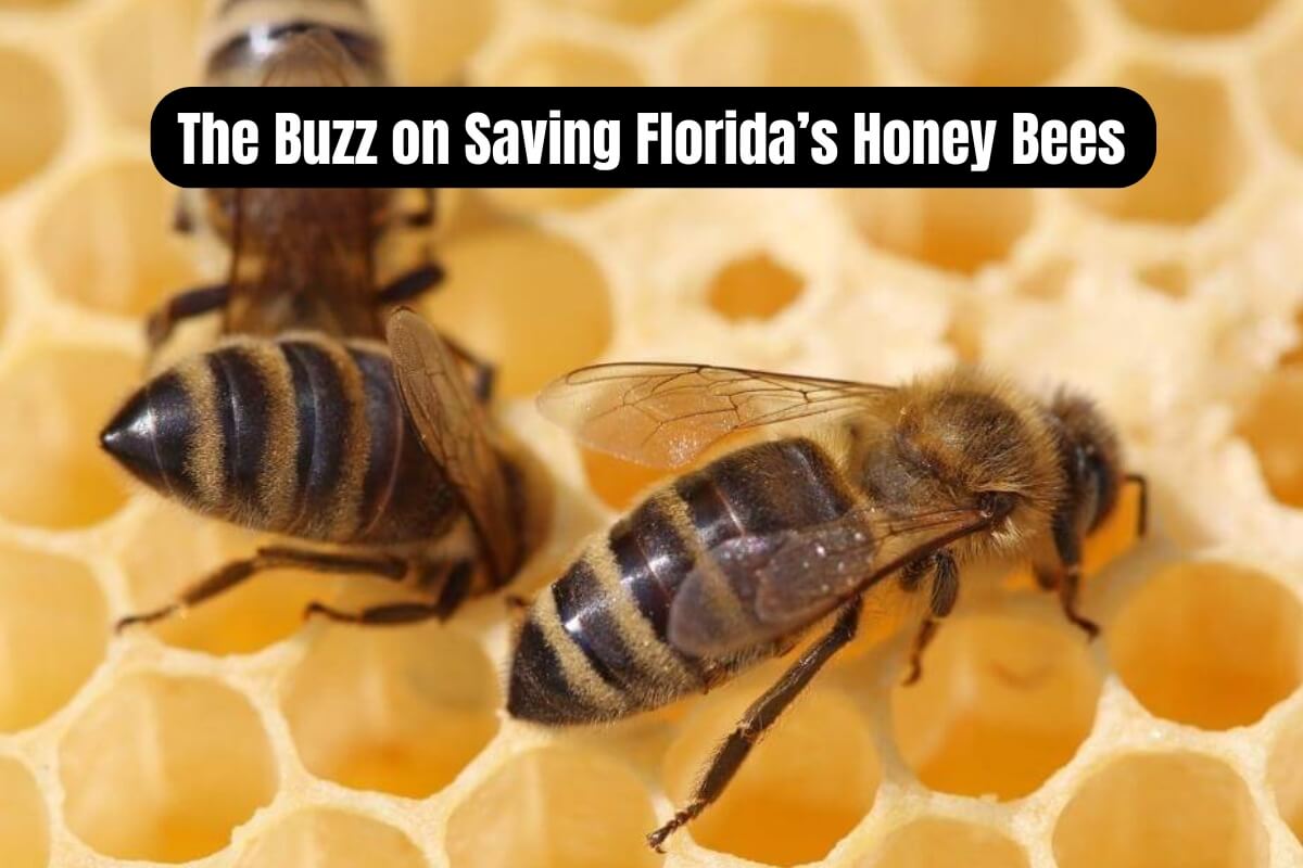 The Buzz on Saving Florida's Honey Bees • Authentic Florida