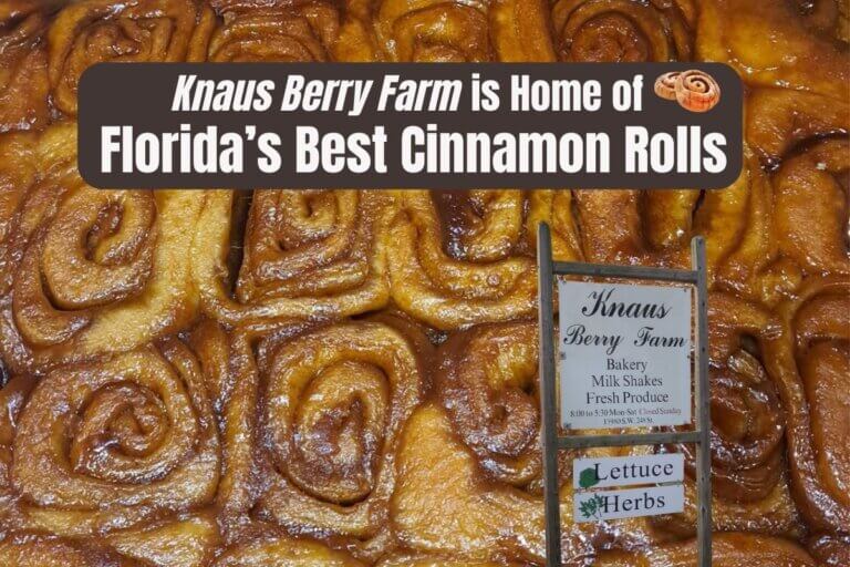 Knaus Berry Farm is Home of Florida's Best Cinnamon Rolls • Authentic ...