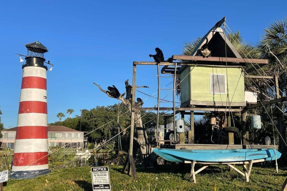 7+ Playful Places to See Monkeys in Florida (2025) • Authentic Florida
