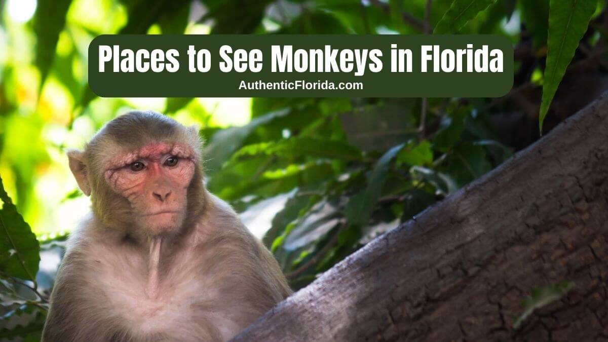7+ Playful Places to See Monkeys in Florida (2025) • Authentic Florida