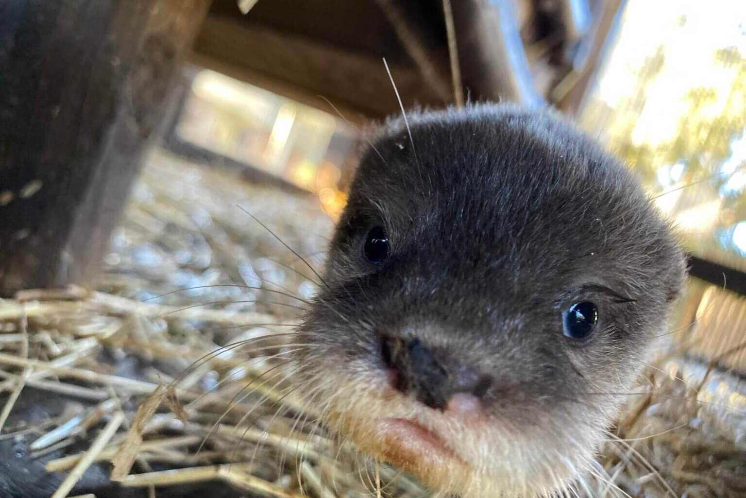 Unique Animal Encounters in Florida • Authentic Florida