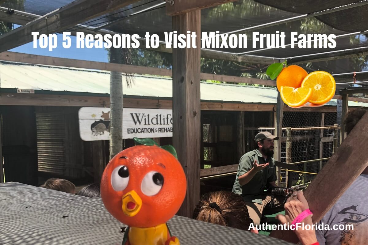 Top 5 Reasons to Visit Mixon Fruit Farms Before July 30, 2023