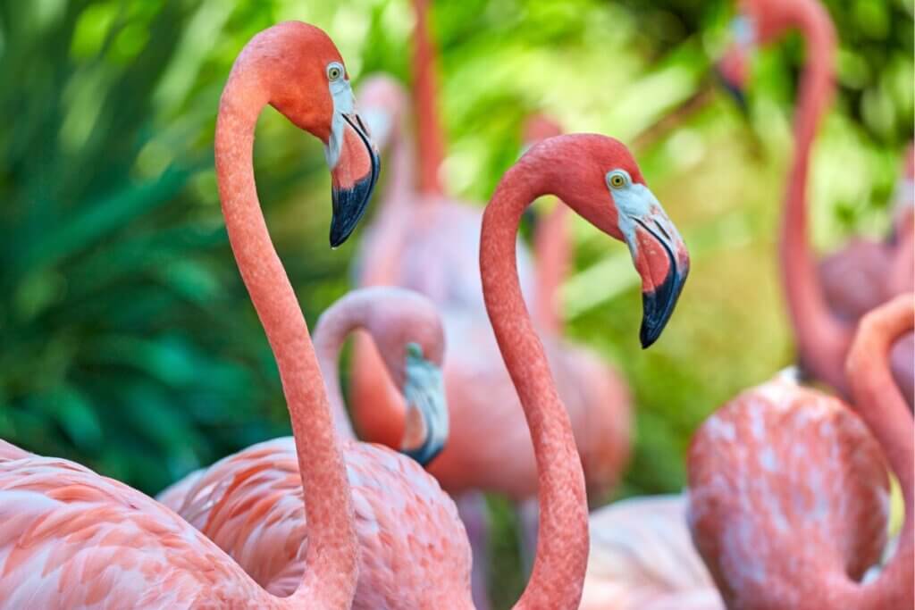 21+ Best Places to See Flamingos in Florida in 2025 + 2026 • Authentic FL